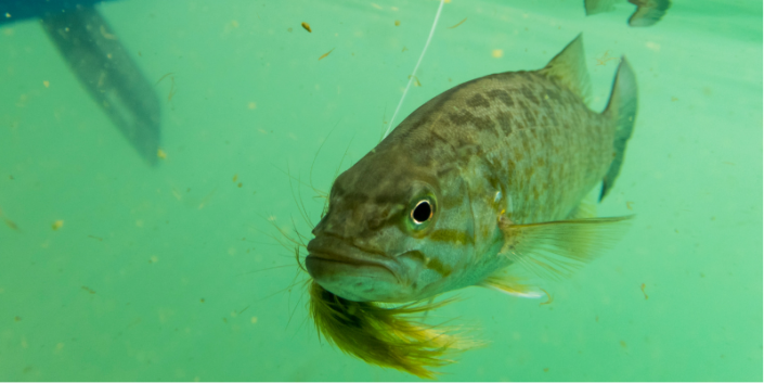 7 Tips for Early Spring Smallmouth Bass Fishing - Everything Smallmouth